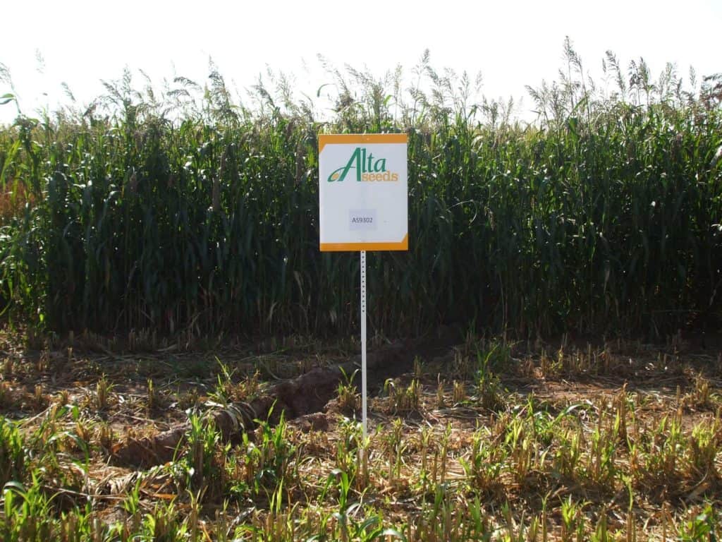 AS9301 BMR DRY STALK SUDANGRASS - Johnston Seed Company