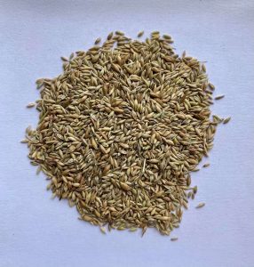 CAVE-IN-ROCK SWITCHGRASS - Johnston Seed Company
