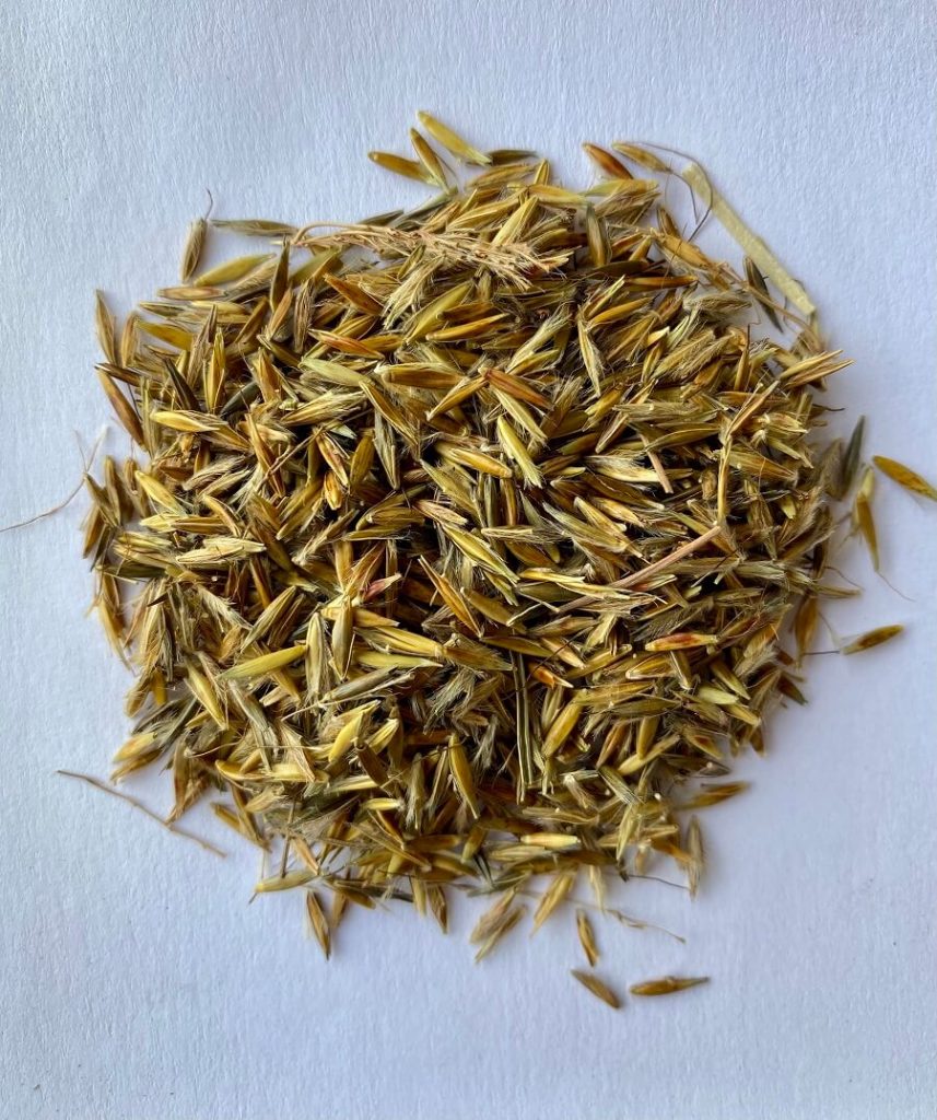 CHEYENNE INDIANGRASS - Johnston Seed Company