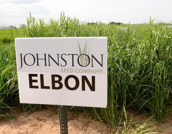 ELBON RYE - Johnston Seed Company