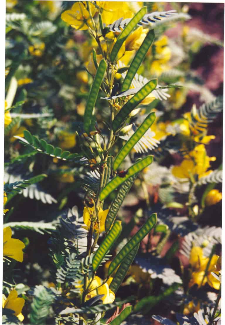 PARTRIDGE PEA - Johnston Seed Company