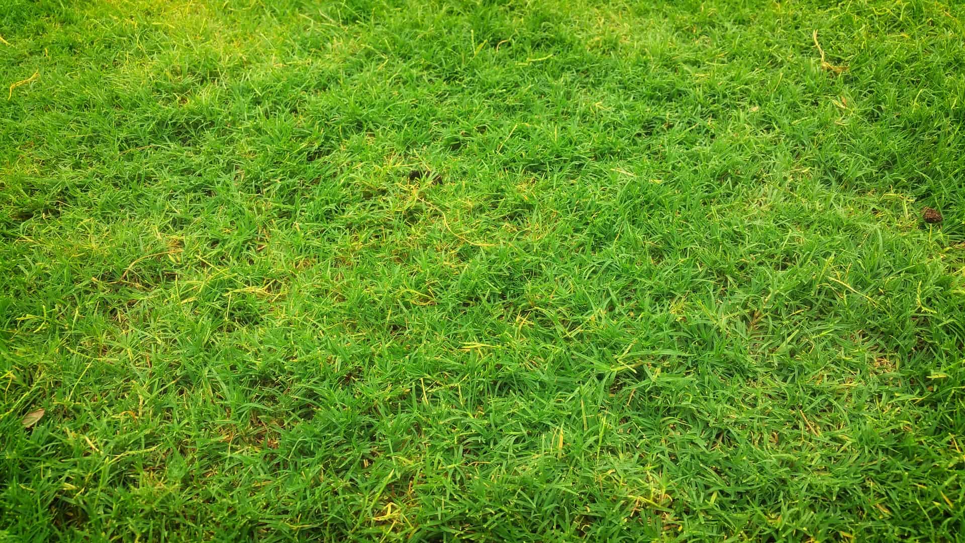 Fertilizer: All You Need to Know for Healthy Soil - Johnston Seed Company