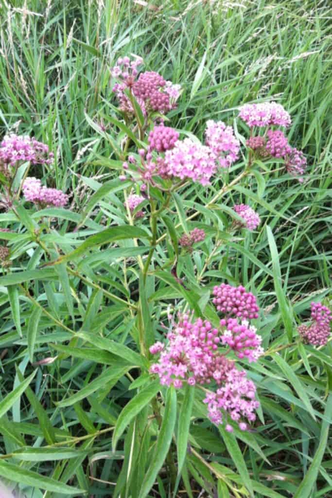 SWAMP MILKWEED - Johnston Seed Company