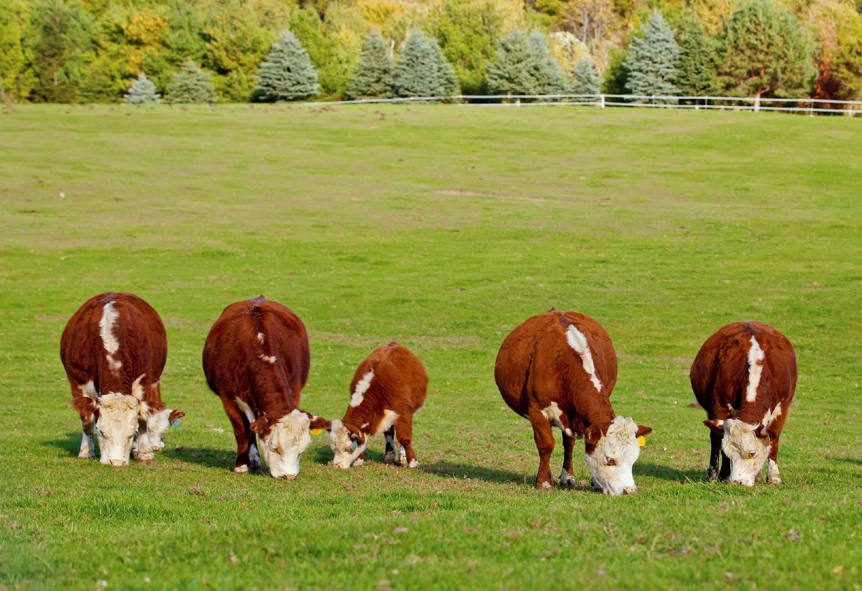 NEW! STABILIZER BERMUDAGRASS - Johnston Seed Company