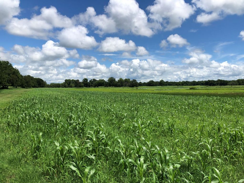 Transform Your Hunt with Trophy Magnet Wildlife Food Plot Seed ...